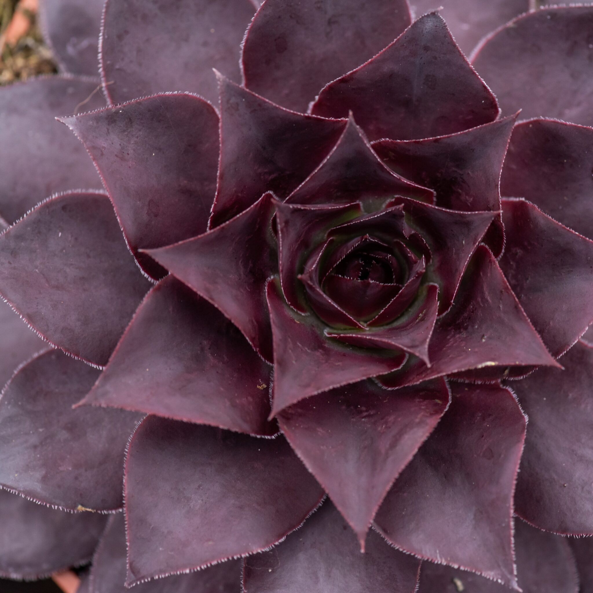 Sempervivum ‘BigSam Black Cherry’ (Husløg) - Lundagers Gartneri